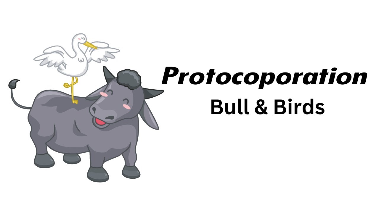 Protocooperation - Bull and Birds | escape into the wild
