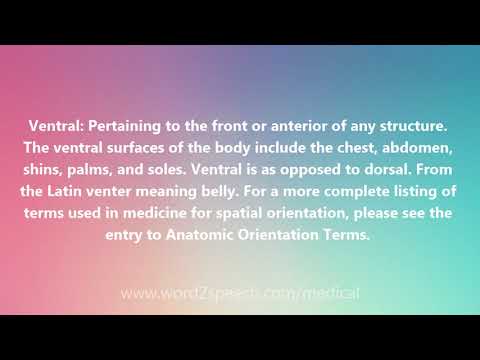 Ventral - Medical Meaning and Pronunciation