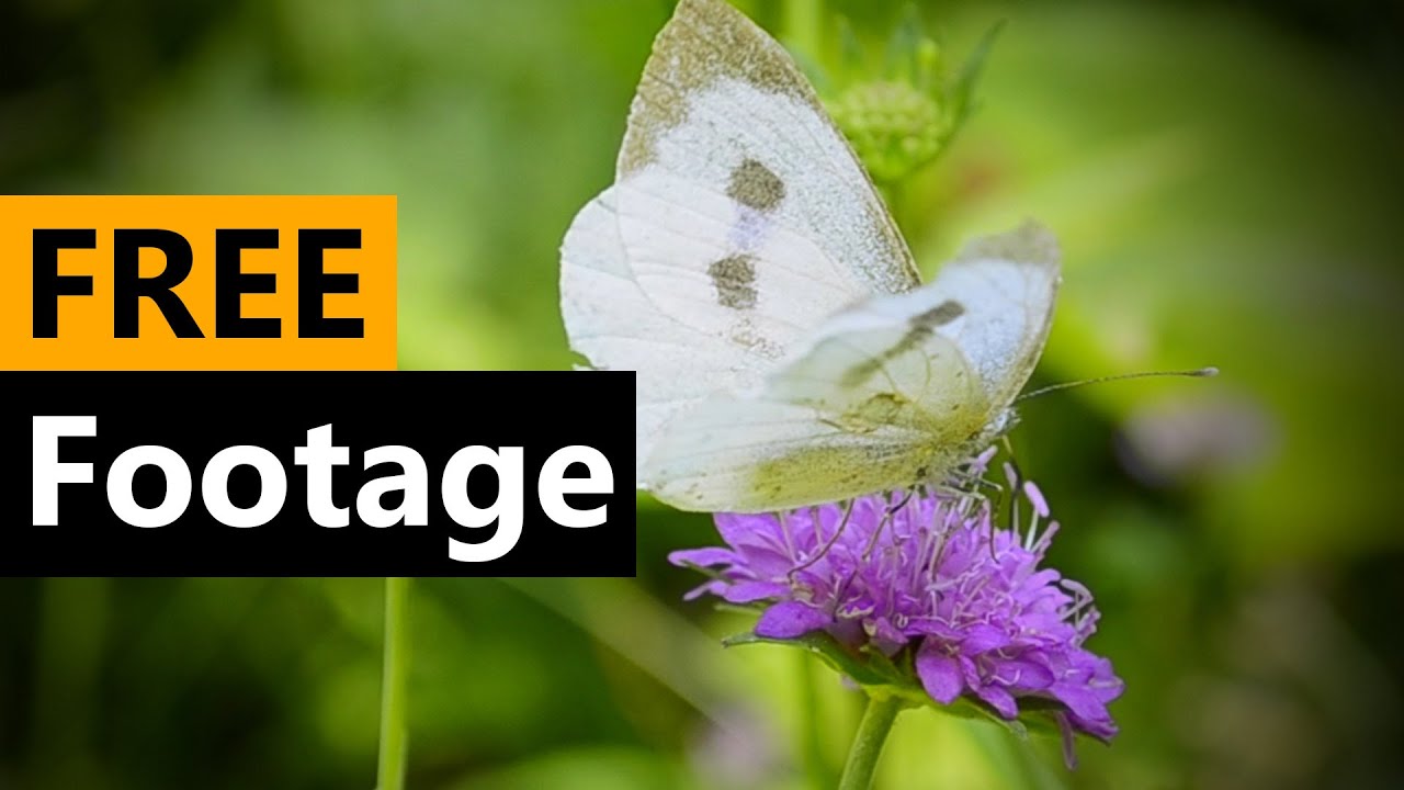 Butterfly - FREE Stock Video Footage [Download Full HD]