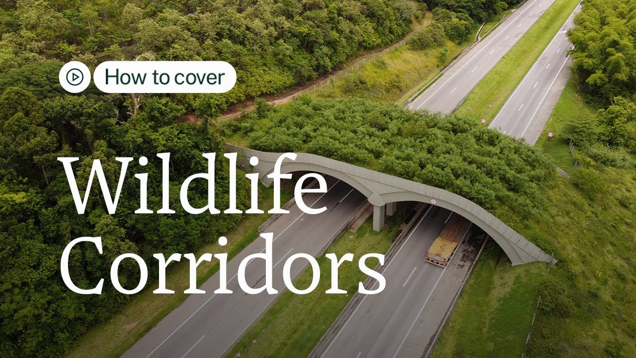 How to Cover Wildlife Corridors | Mongabay Webinars