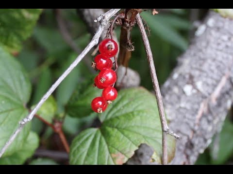 How to find Red Currants