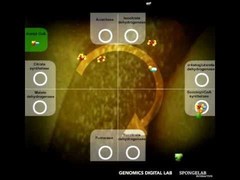 The Citric Acid Cycle (Krebs Cycle)