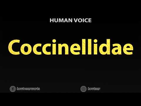 How To Pronounce Coccinellidae