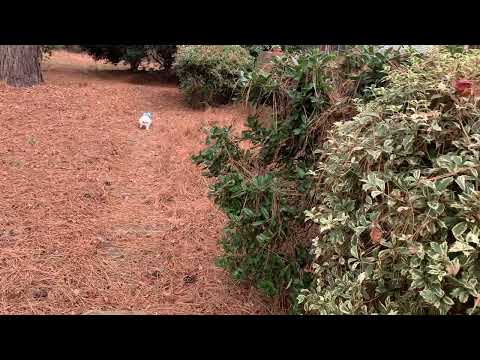 Watching some dogs, Conda’s house, Weddington, NC
