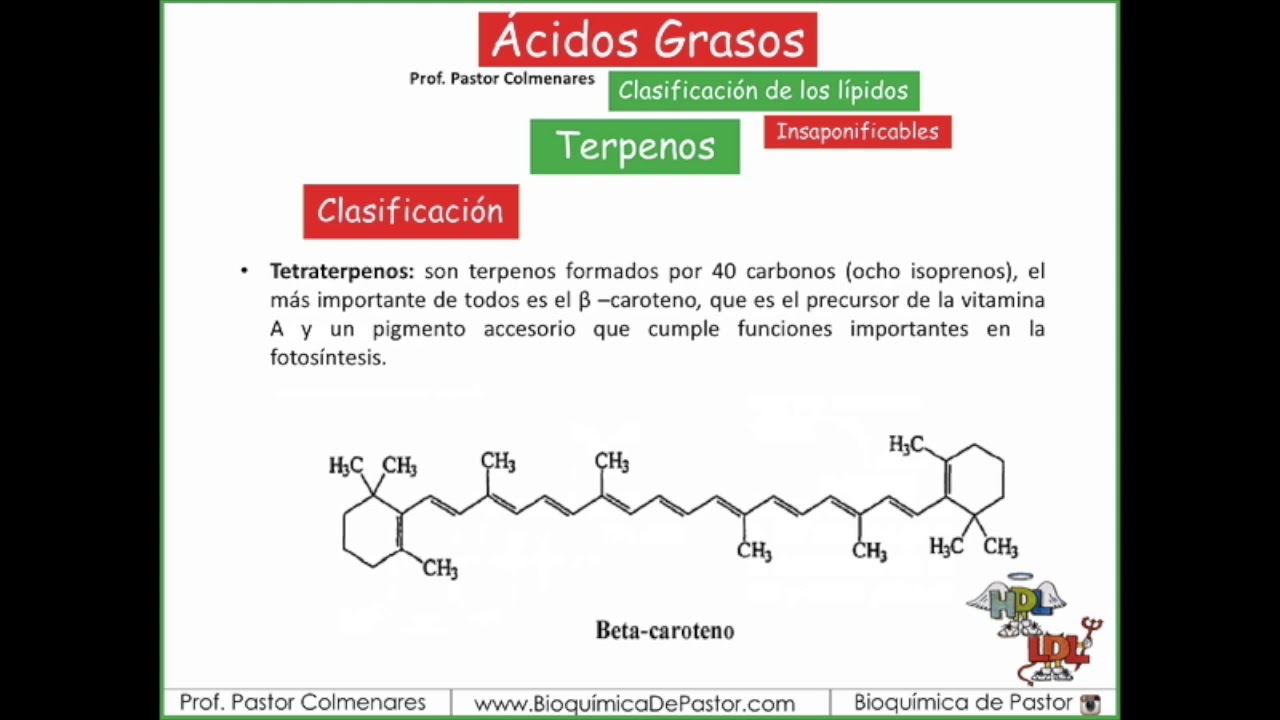 Terpenos | Ácidos Grasos Parte XIII