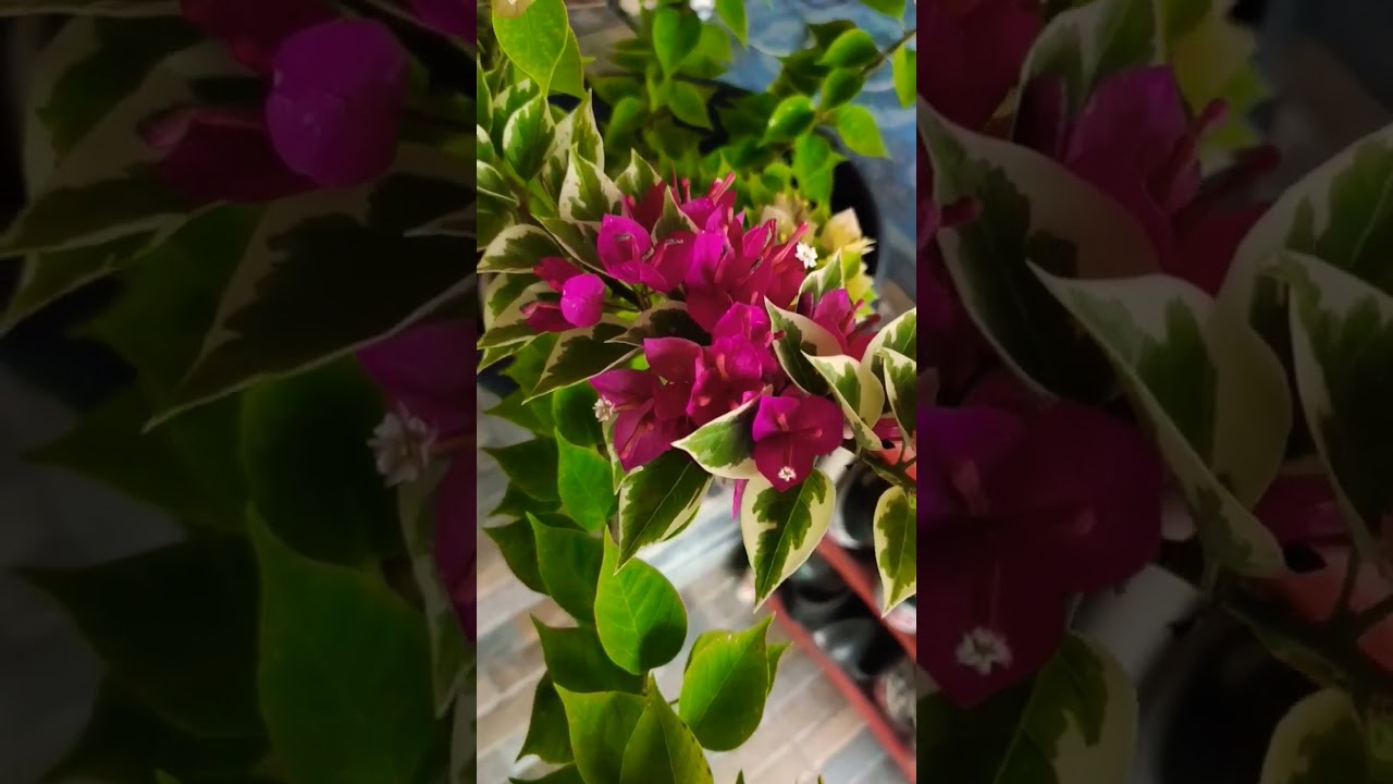 Bougenville Id.Singapur rimbun #bougainvillea #bugenfil #tanamanviral