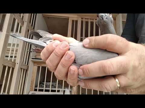 Licytacja młodego: Mustang(100% Vercamen) x Drapa. #racingpigeon #pigeonfancier