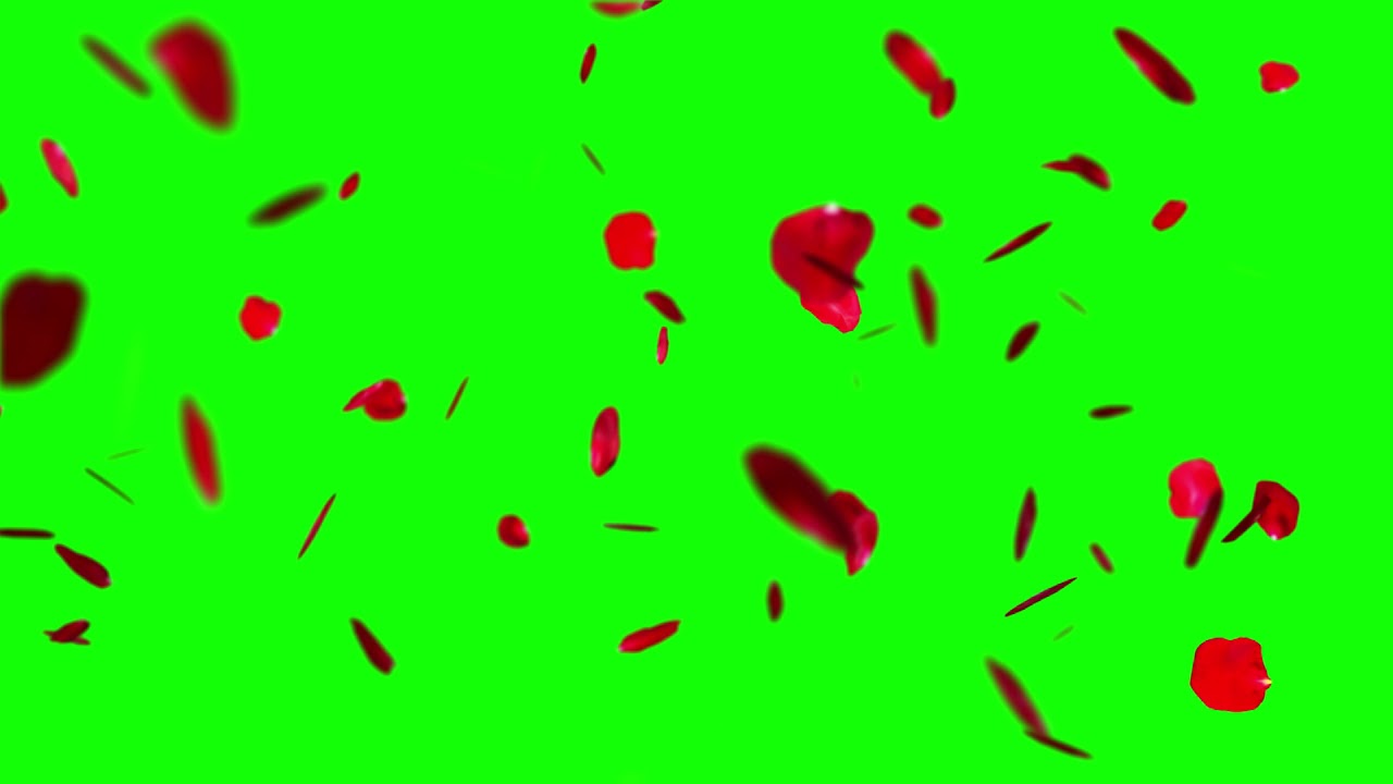 FREE rose petals falling green screen effect