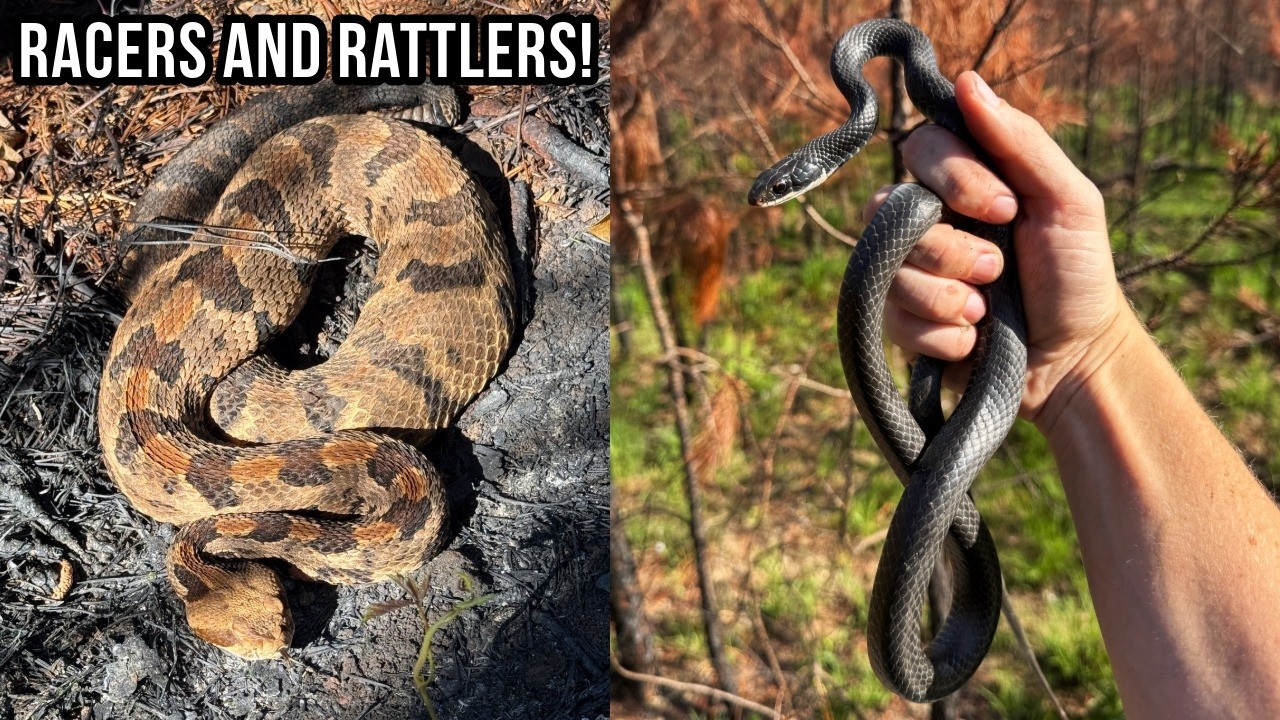 Rattlesnakes Under Tin and Return of an Old Friend! Heat Wave Herping in Georgia and Alabama