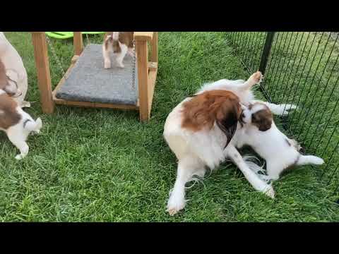 4.5 weeks old Nederlandse Kooikerhondje puppies at Golden Gate Kooikers