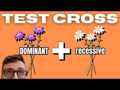 TEST CROSS EXPLAINED (Find the Genotype)