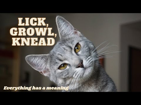 The Hidden Language of Cats: Learning to Read and Interpret Your Cat's Behavior!