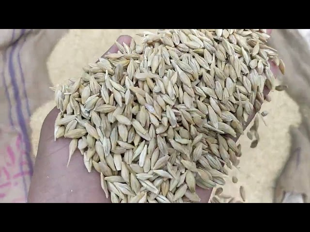Agri Products - Tilli Safed - Til - White Natural Sesame Seeds ...
