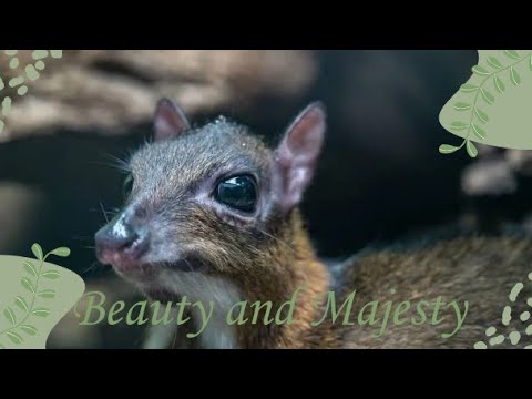 Beauty and Majesty (Snowbird - Anne Murray)