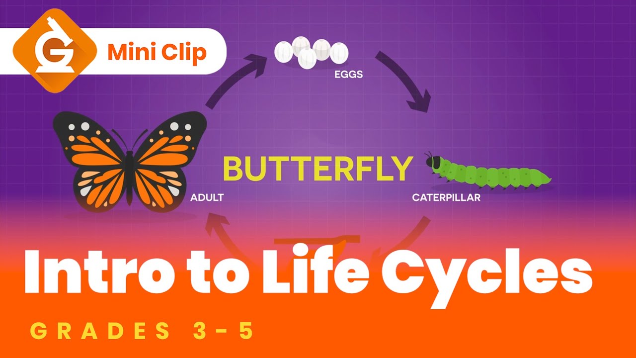 Life Cycles Video Lesson for Kids | Grades 3-5 | Mini-Clip