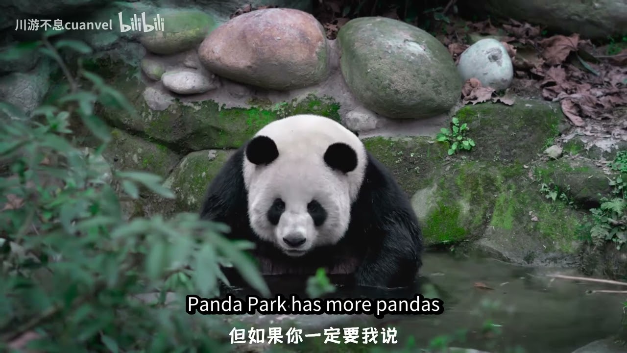 4 Panda Sanctuaries Near Chengdu: Which One Should You Visit? Complete Guide Revealed!
