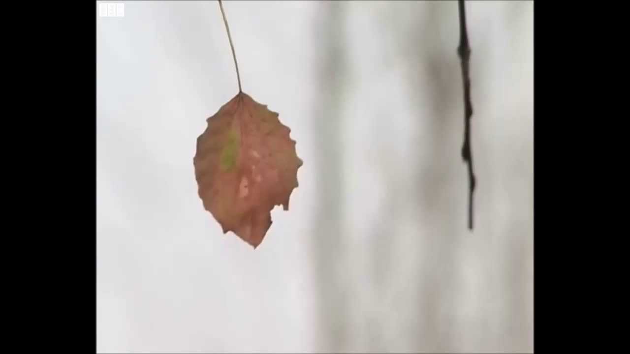 Autumn funeral poems | Rituals Today - Rosalie Kuyvenhoven