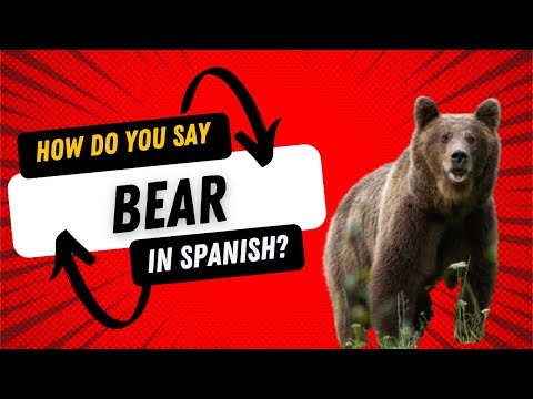 How do you say Bear in Spanish? Master the art of saying Bear in Spanish like a native