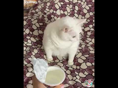 When a cat doesn't like sour cream or yogurt (many comments said this). ππ .
