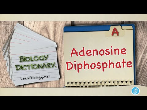 Adenosine Diphosphate | Biology Dictionary | Spoken Biology Definitions