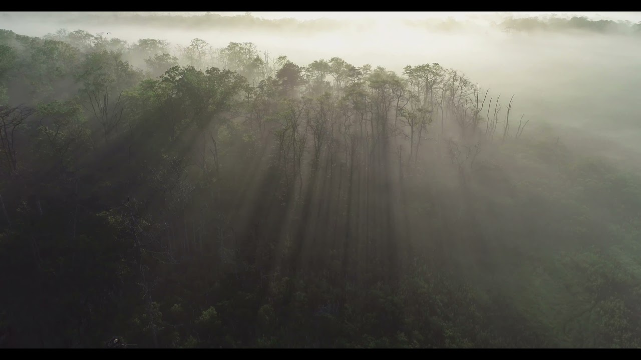 Sunrays Stream Through Foggy Forest in Long Island