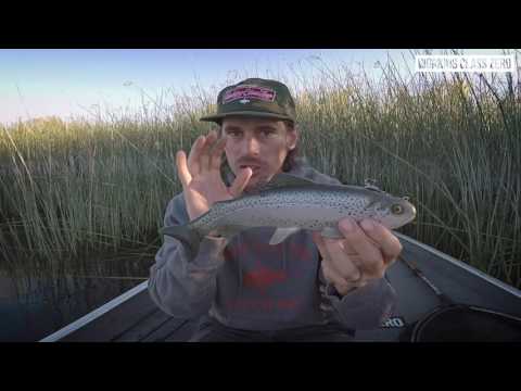 Working Class Zero "Battles" Trout