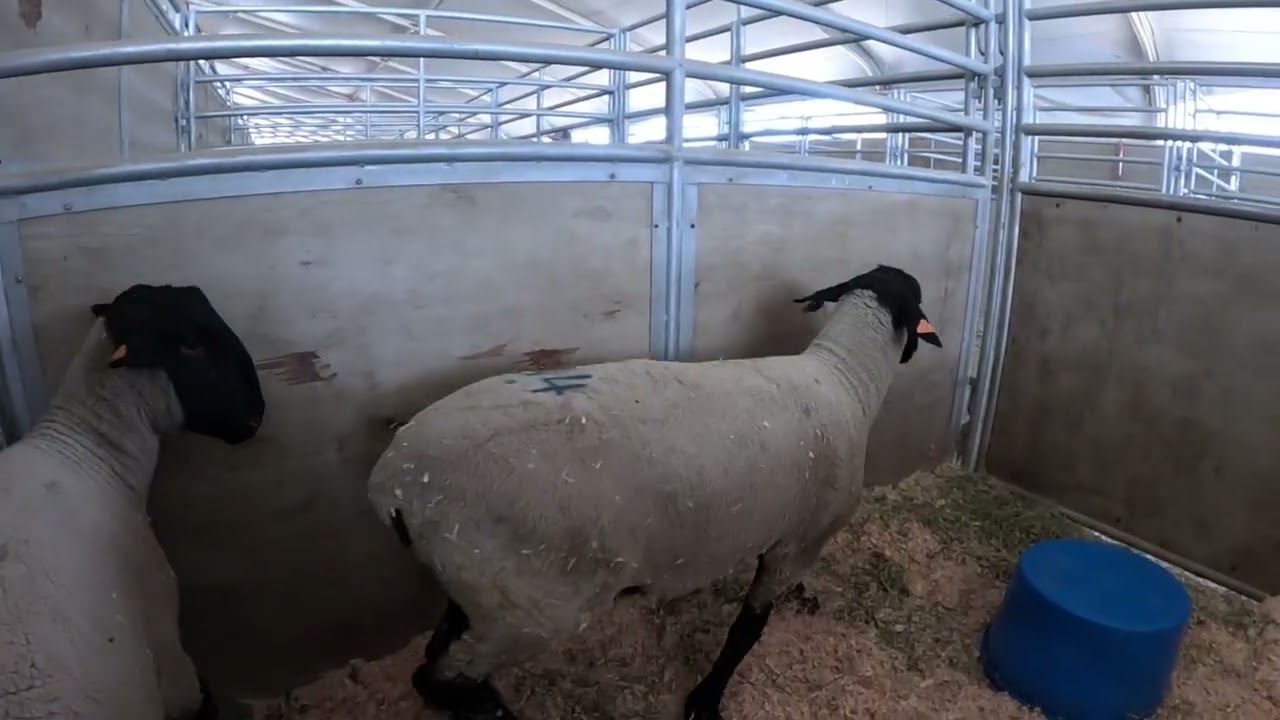 Shirl Shepherd, 2026 consignment