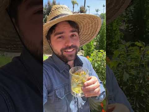 Growing Chamomile TEA at Home!