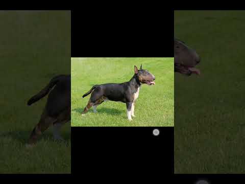 Staff, Bull Terrier usw. ... Listenhunde! Aber "Kampfhunde"??? 🥰