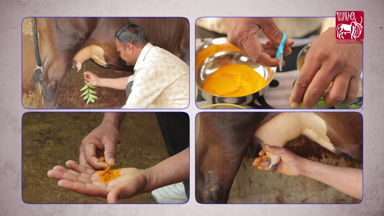 Ethno-veterinary formulation for Teat Obstruction (English)