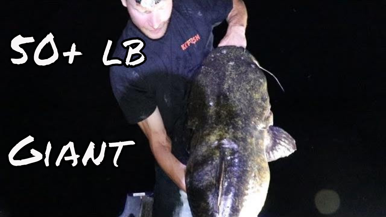 HUGE 50+ lb Flathead Catfish - Why We Catfish