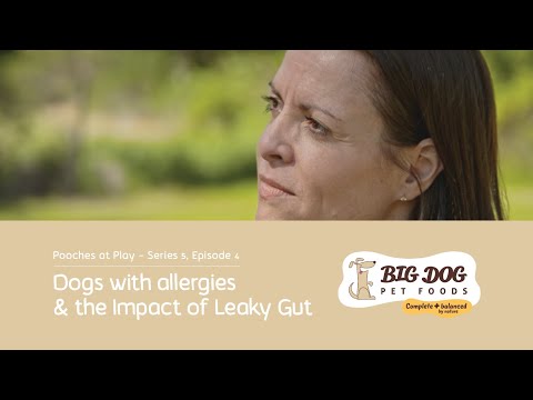 Gut health for dogs with Animal Nutritionist Narelle Cooke