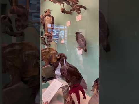 National history museum #viral #trending #shorts