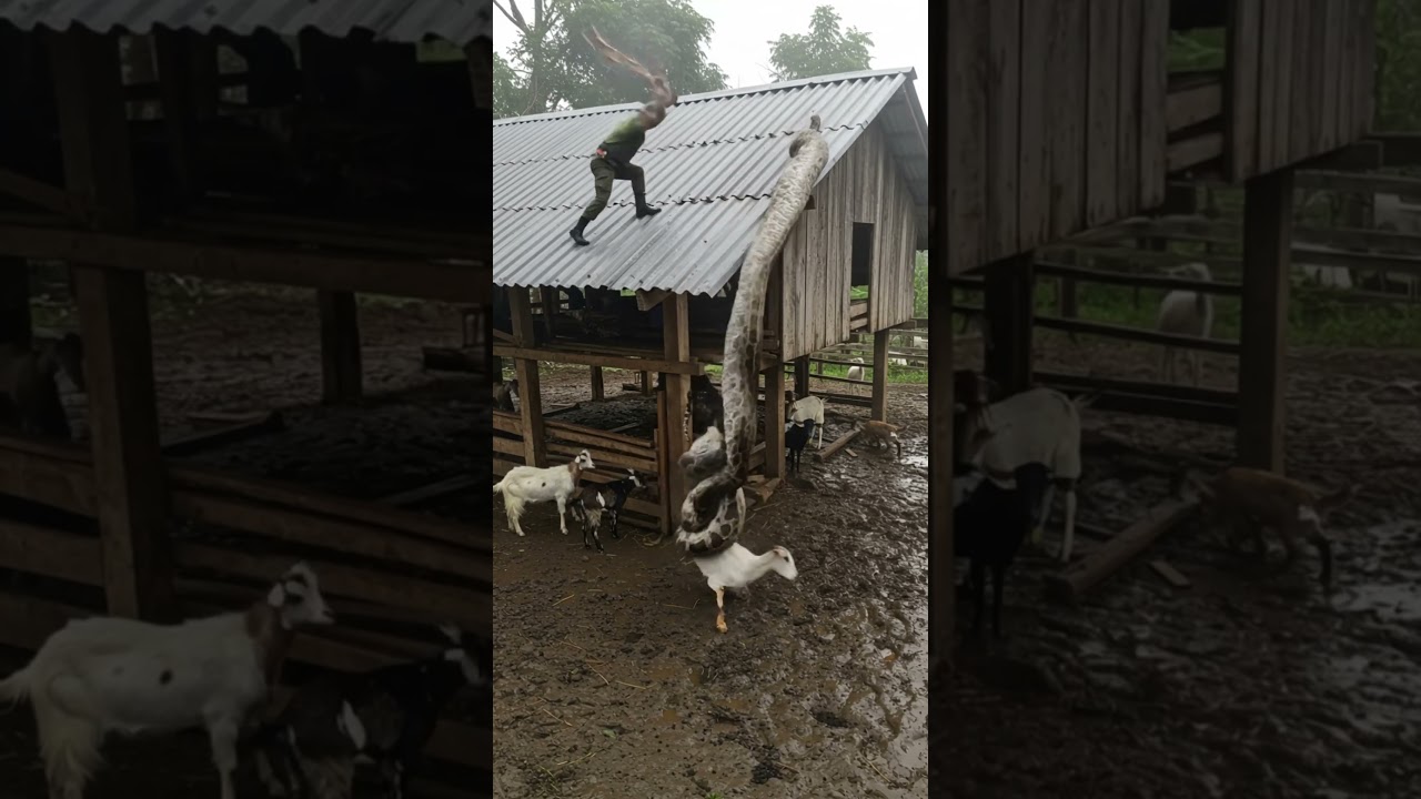 Giant Snake Attack: Ranger Smash Down to Saves Goat!