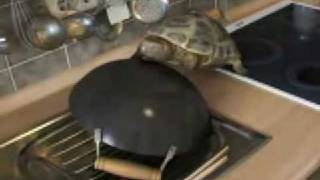 Turtle Loves Wok