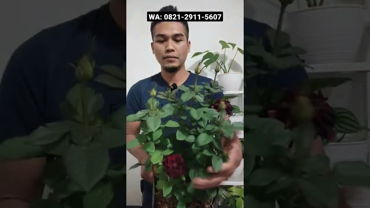 Jual Bunga Mawar Abra Hitam Dewasa | WA: 0821-2911-5607