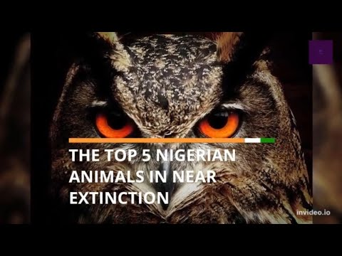 THE TOP 5 NIGERIAN ANIMALS IN NEAR EXTINCTION