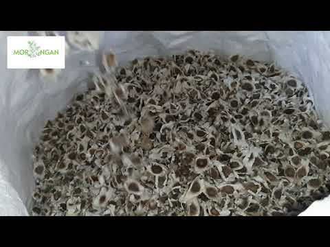 Moringa Seeds - Wholesale Price & Mandi Rate for Moringa Oleifera Seeds