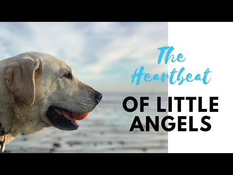 Little Angels Service Dogs – Changing Lives…One Dog At A Time