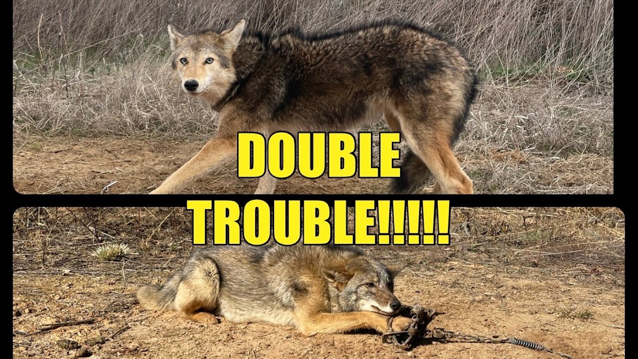 TRAPPING 2 COYOTES IN 1 DAY!!!