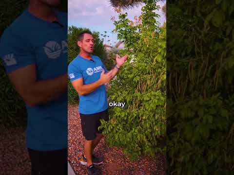 How to Trim Shrubs?