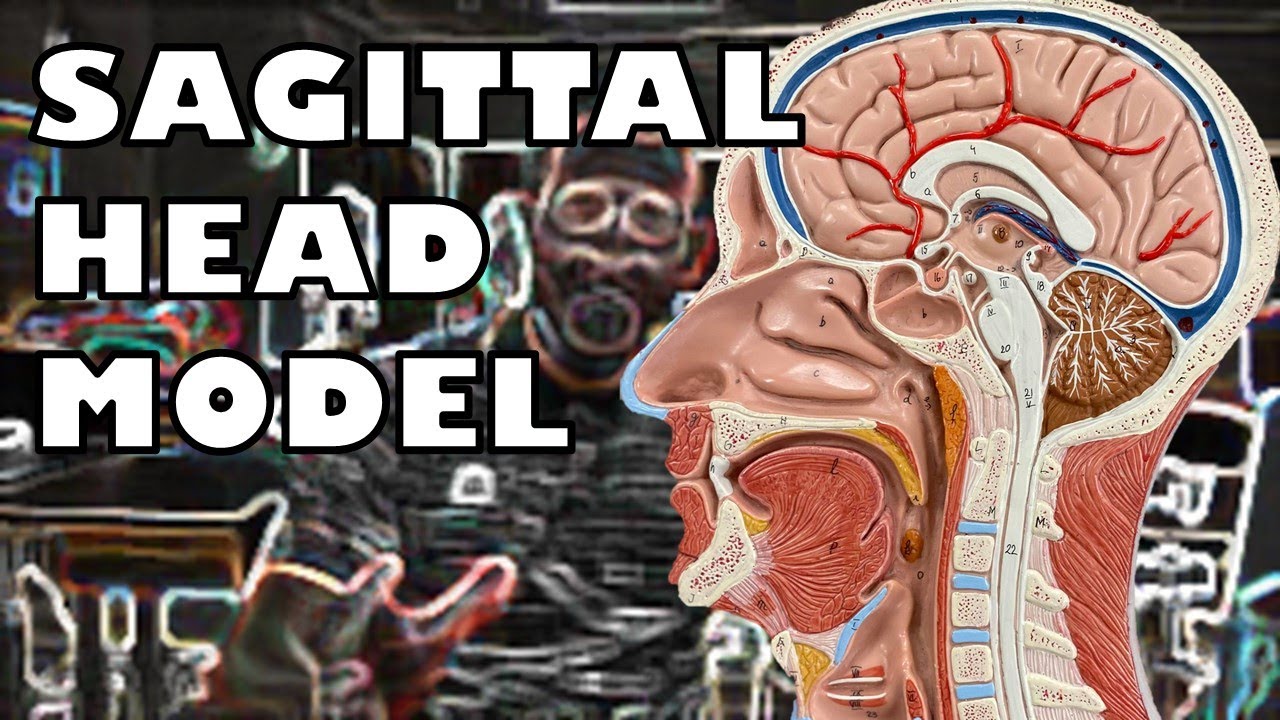 Sagittal Head Model (with subtitles) - Ohio University - Anatomy & Physiology