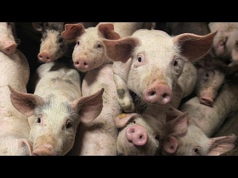 Giant pork deal moves closer - economy