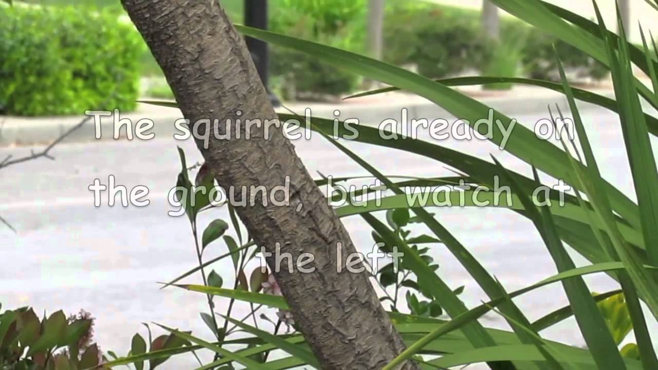 Bewick's Wren vs Squirrel