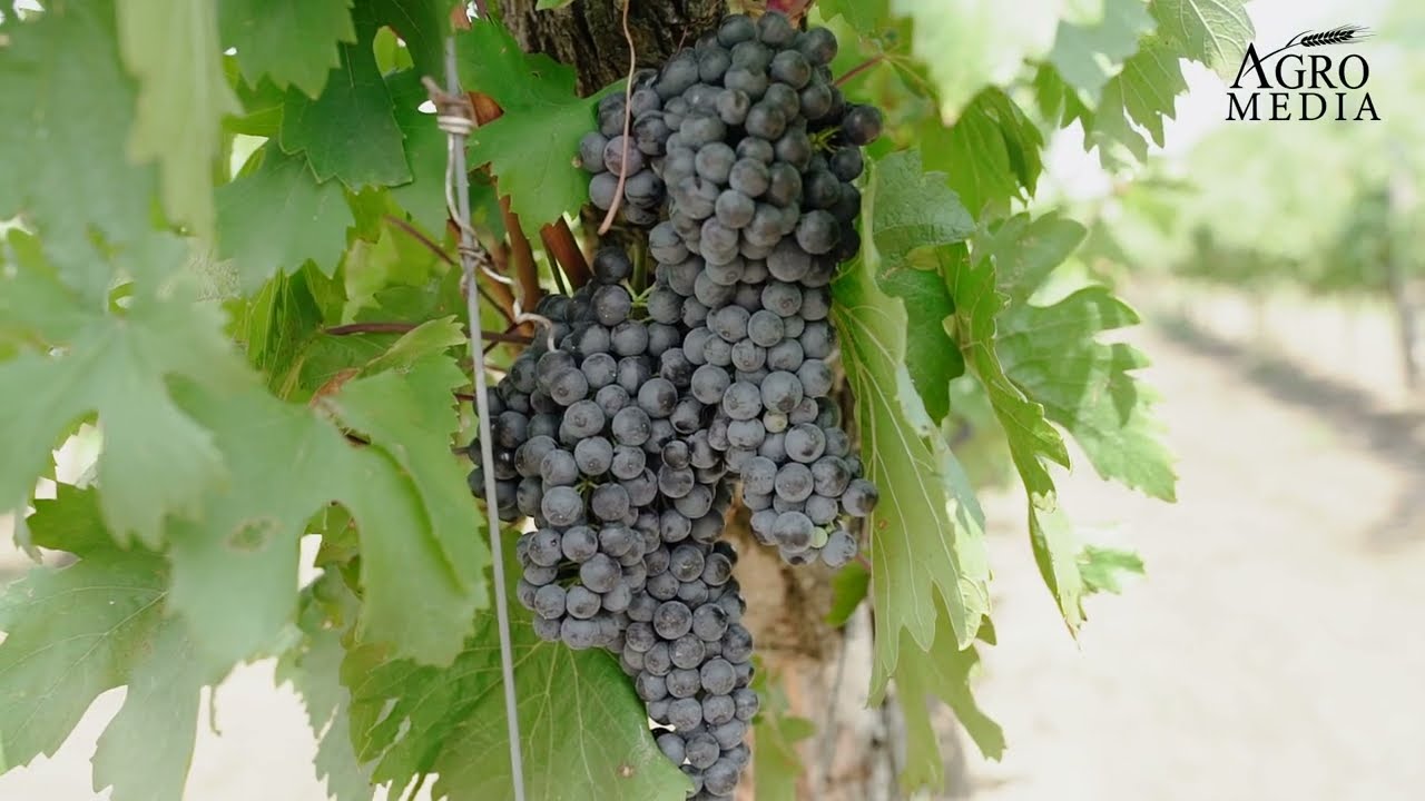 VASILE BALAN: „Pentru a produce un vin bun este nevoie de materie primă ...