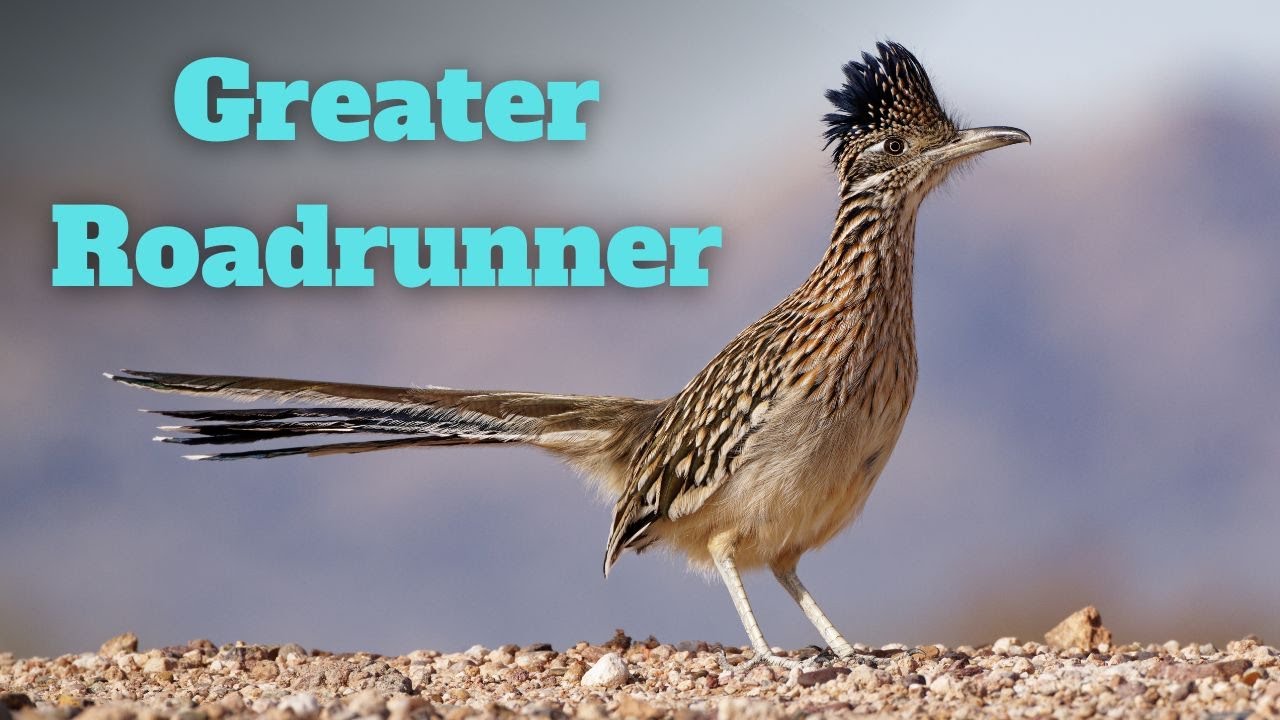 How to Find and Identify the Great Roadrunner