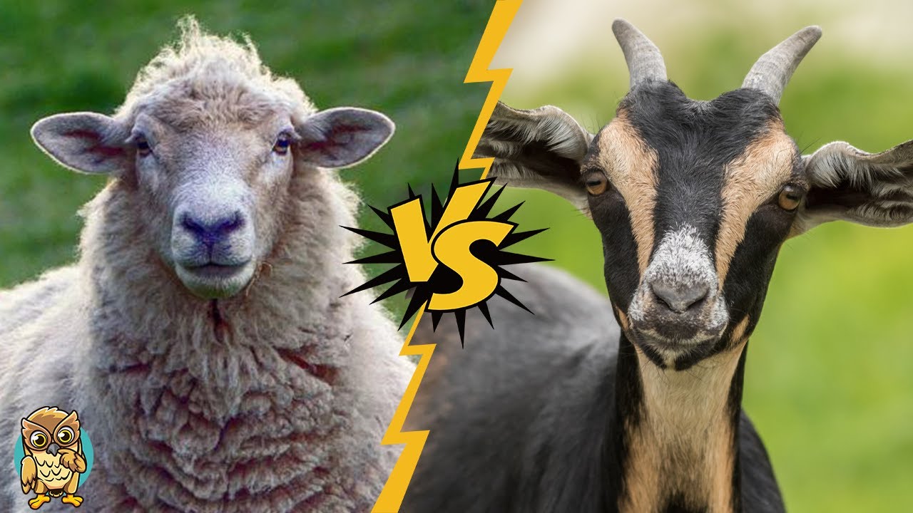 The Ultimate Sheep vs. Goat Showdown