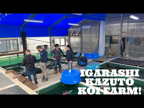 Igarashi Kazuto facility - Nagaoka 2022! DIFFERENT KOI!
