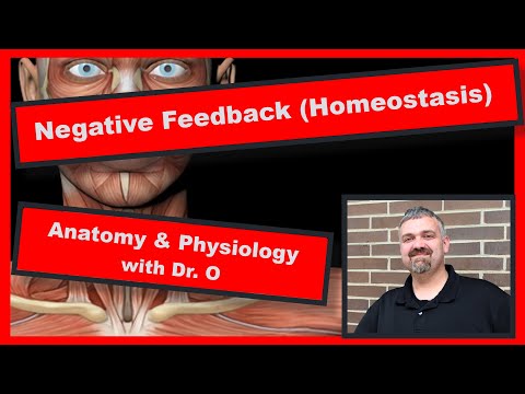 Negative Feedback in Homeostasis: Anatomy and Physiology