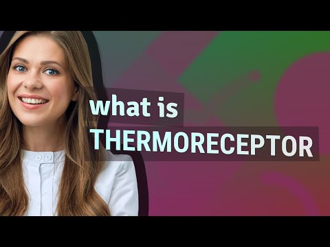 Thermoreceptor | meaning of Thermoreceptor